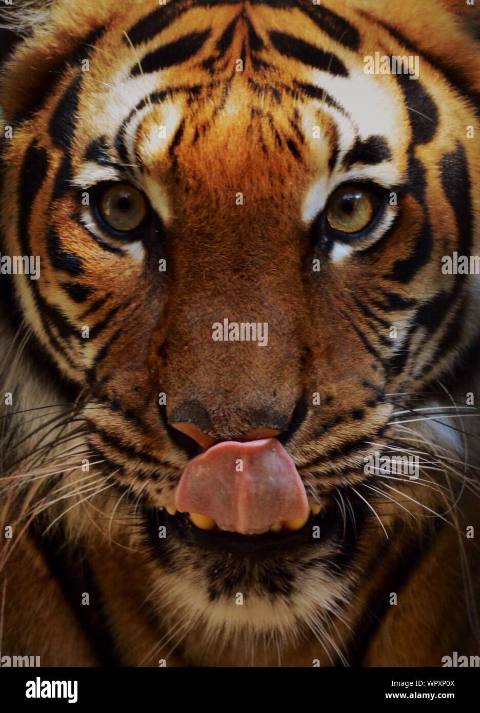 Tiger licking its nose hi-res stock photography and images - Alamy