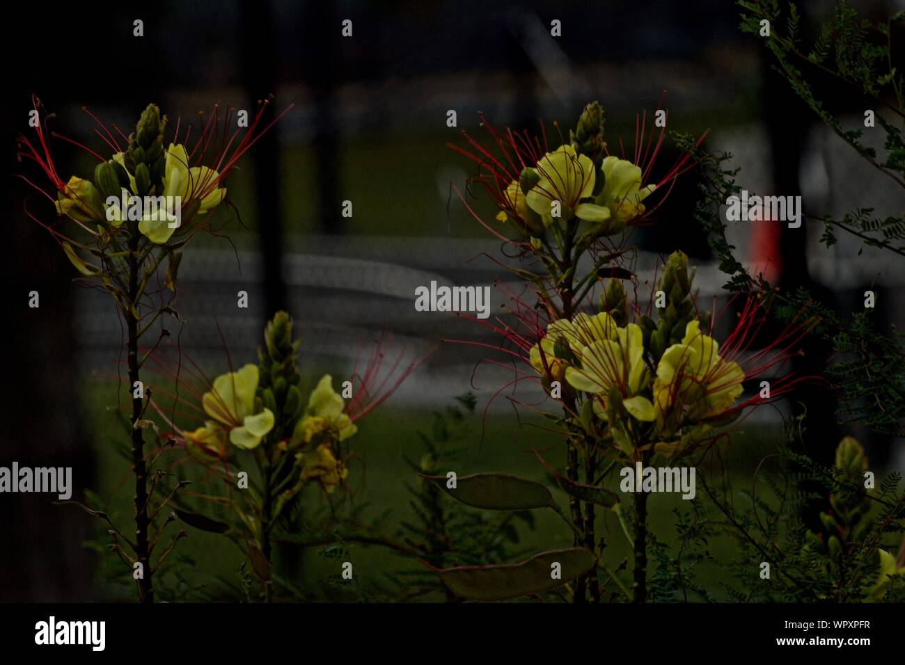 South American Exotic Bird of Paradise Bush, City of Canyon, Texas Aqua ...