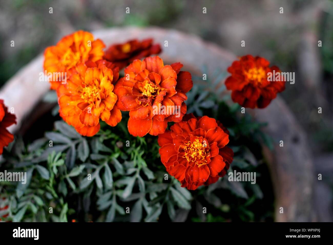 Marigold in pot hi-res stock photography and images - Alamy