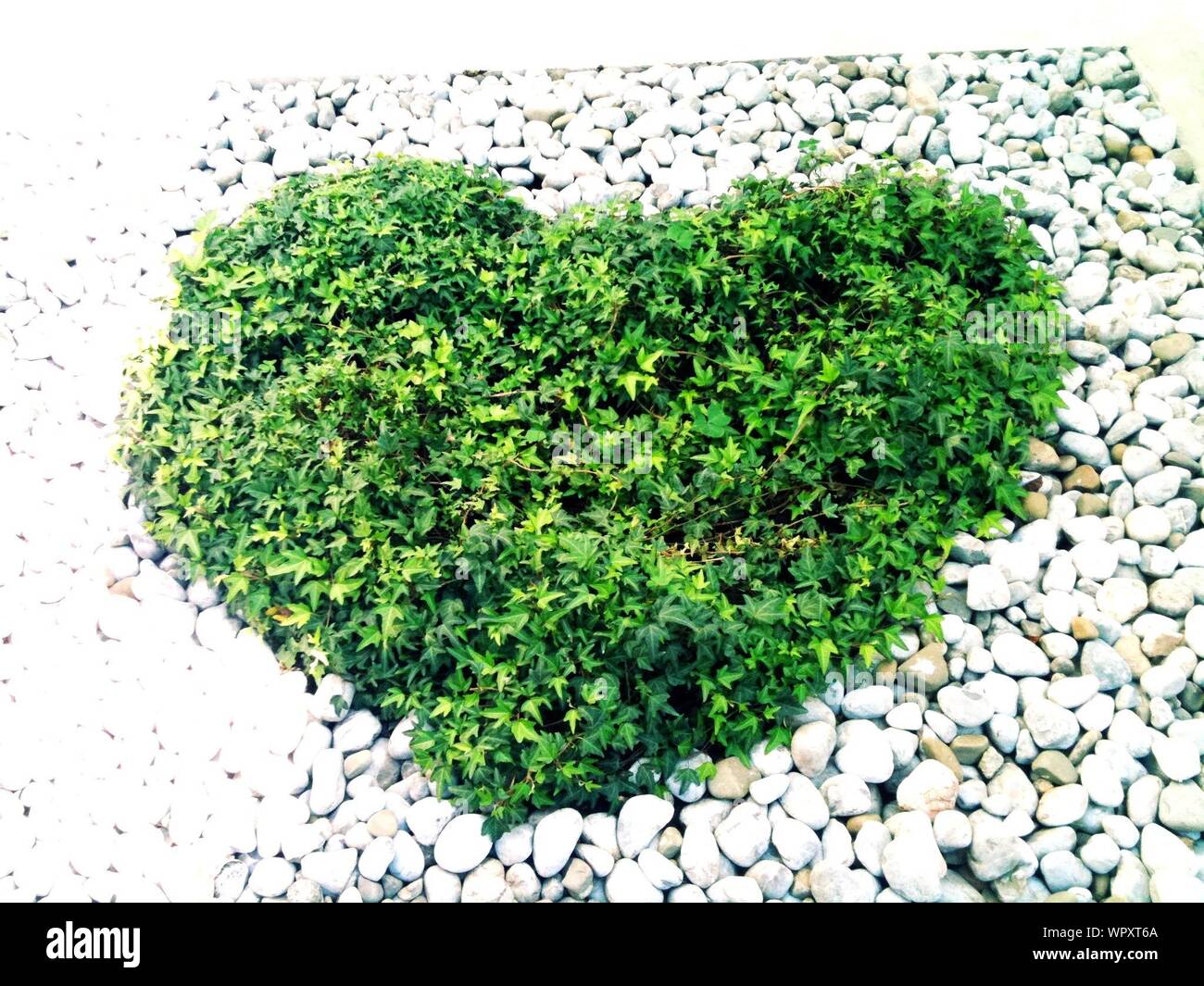 Bush in the shape of hi-res stock photography and images - Alamy