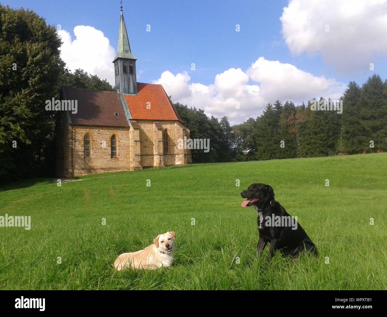 Church dogs hi-res stock photography and images - Alamy