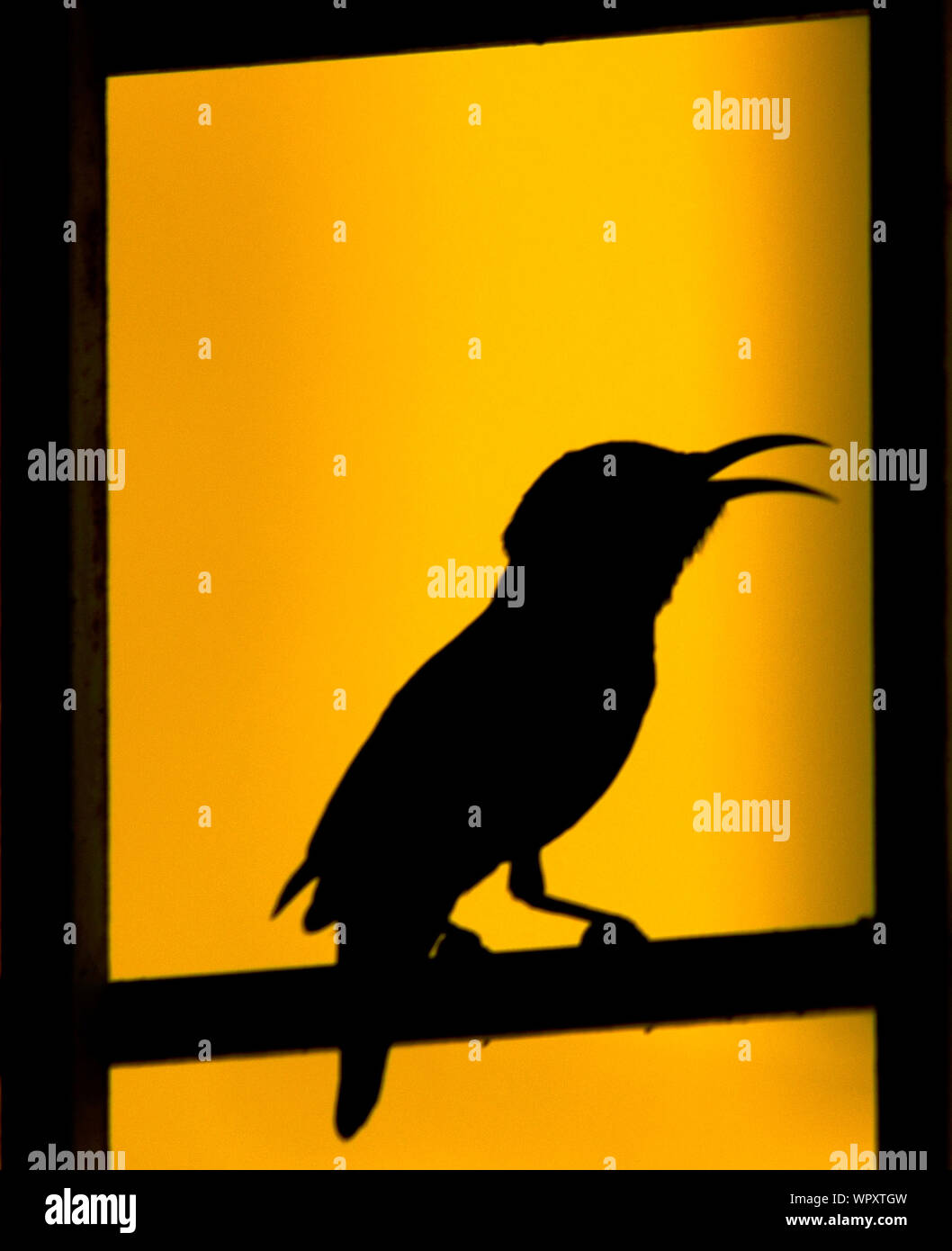 Purple sunbird hi-res stock photography and images - Alamy