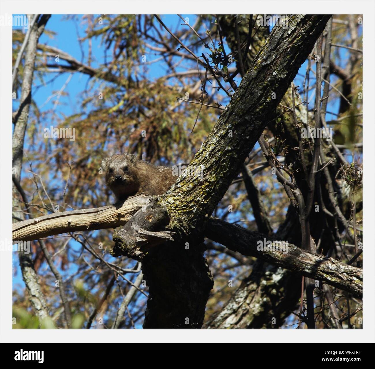Wombat in wild hi-res stock photography and images - Alamy