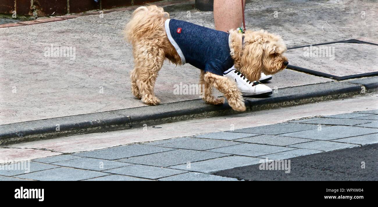 Cockapoo Side View High Resolution Stock Photography and Images - Alamy