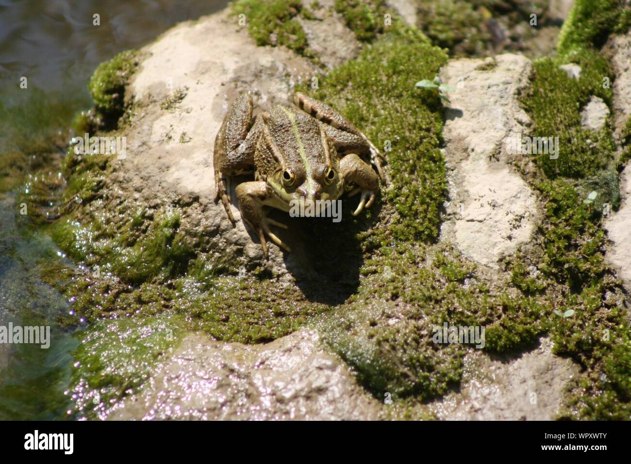 Toad stone hi-res stock photography and images - Alamy