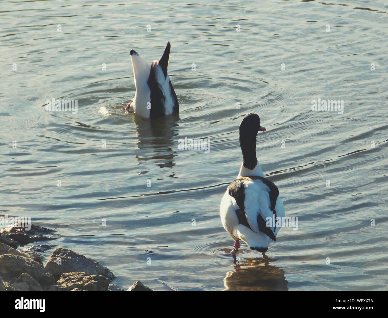 Duck upside down in water hi-res stock photography and images - Alamy