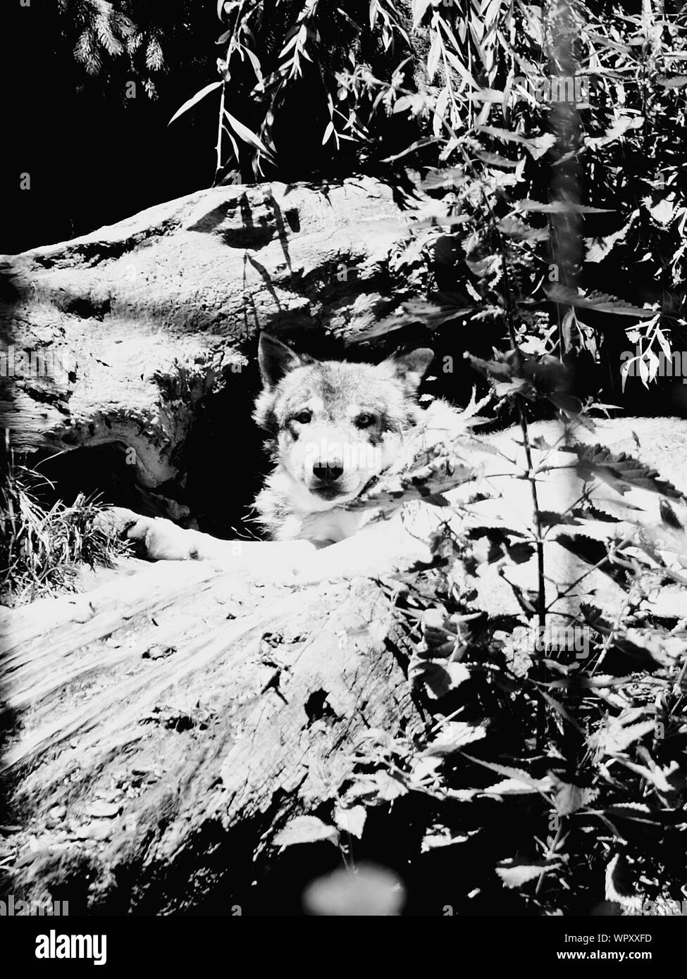 Animal hiding in forest hi-res stock photography and images - Alamy