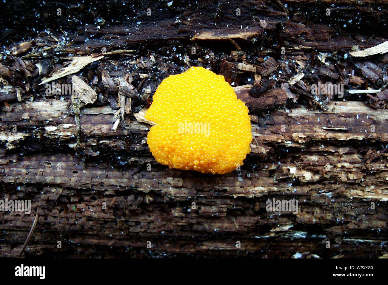 Yellow fungus hi-res stock photography and images - Alamy