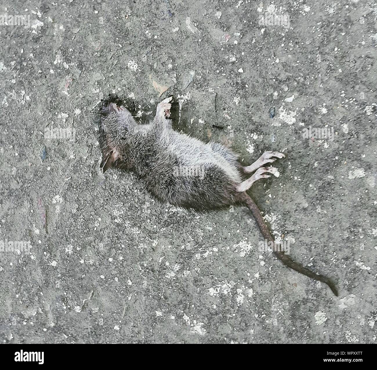 Rat view hi-res stock photography and images - Alamy