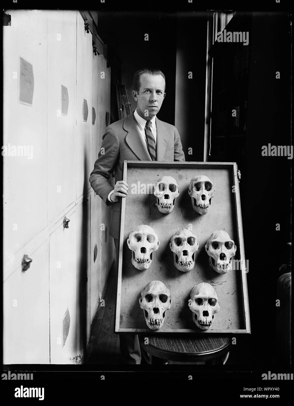 Early man skull hi-res stock photography and images - Alamy