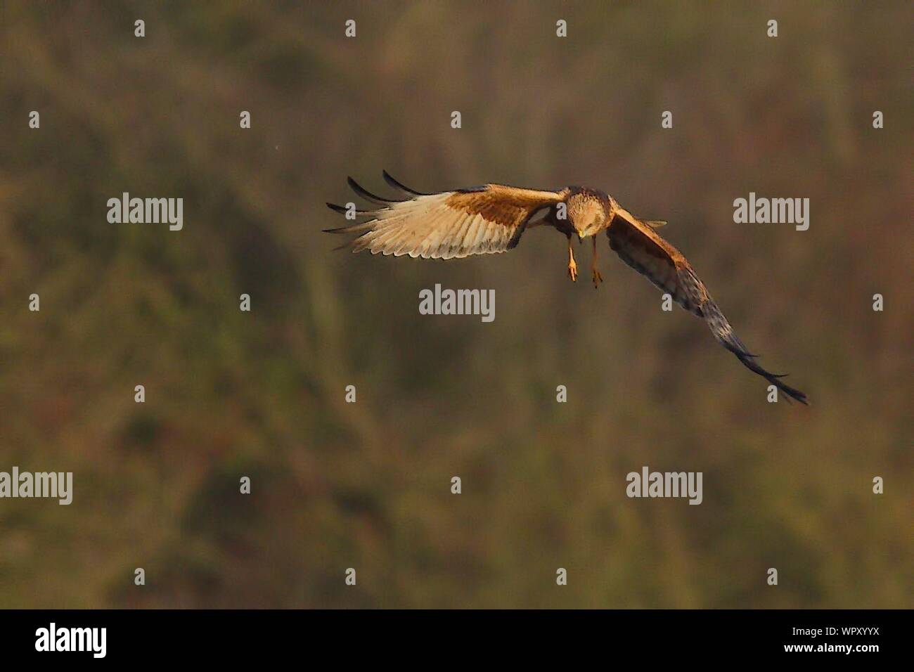 Marsh harrier flying hi-res stock photography and images - Alamy
