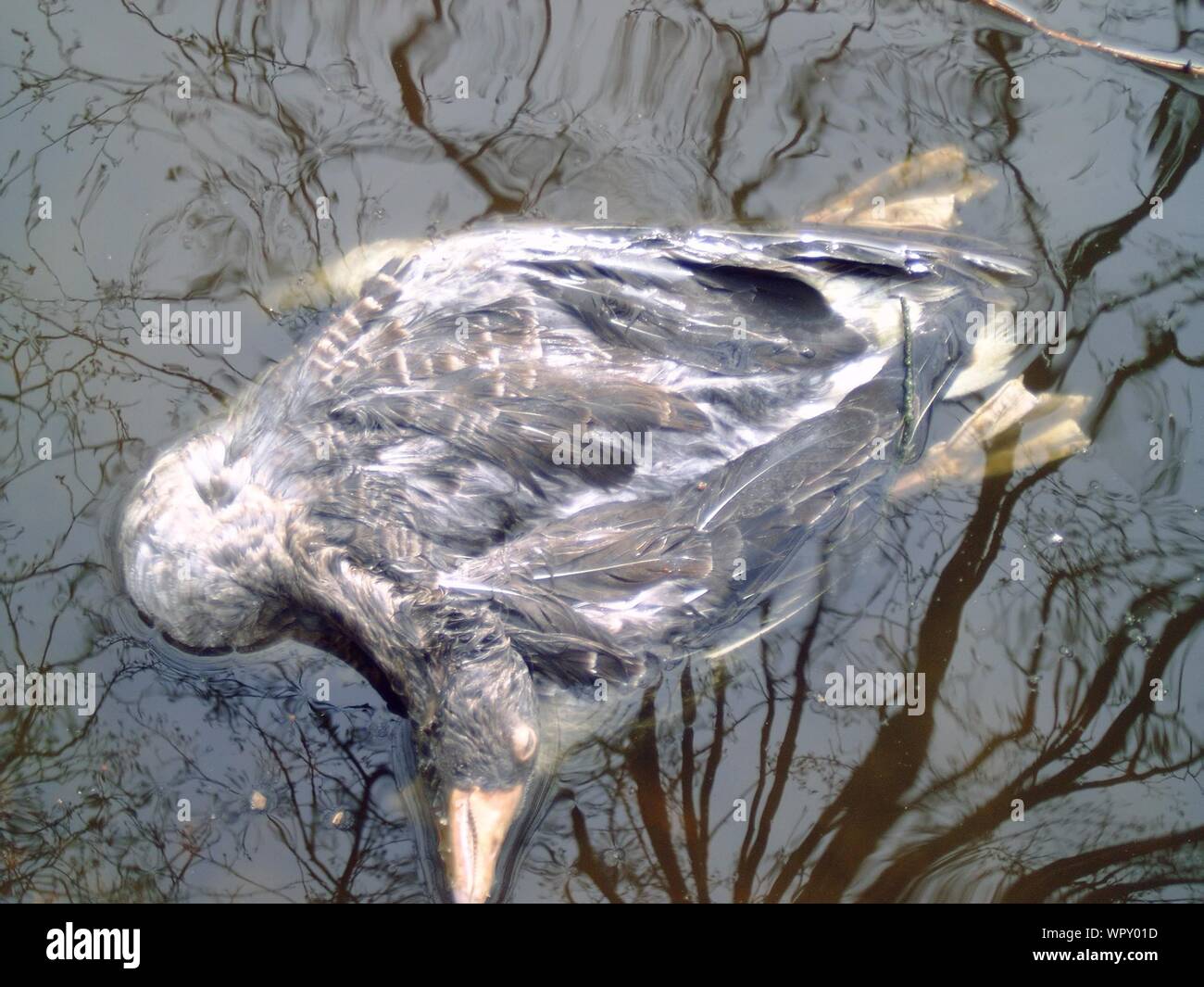 Dead duck in water hi-res stock photography and images - Alamy
