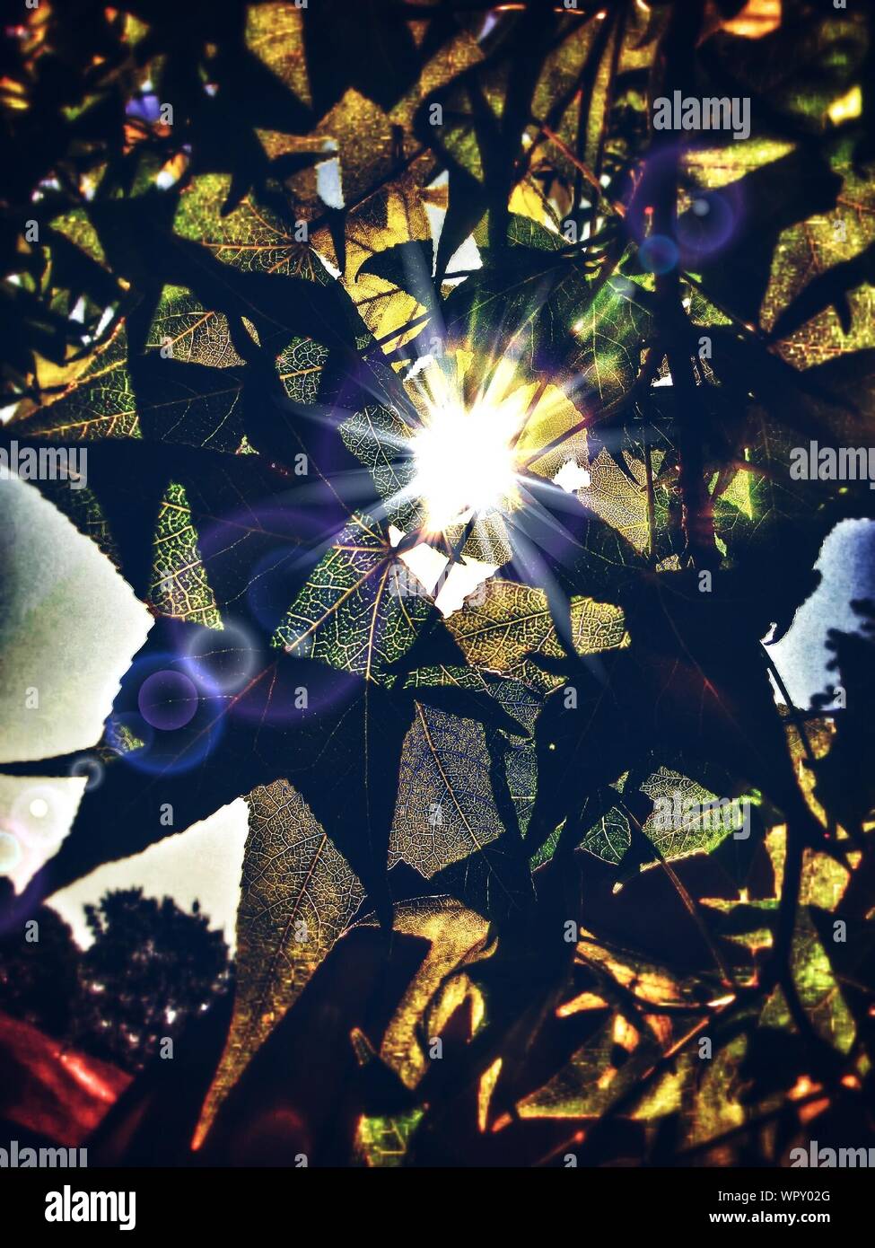 Flare through leaves hi-res stock photography and images - Alamy