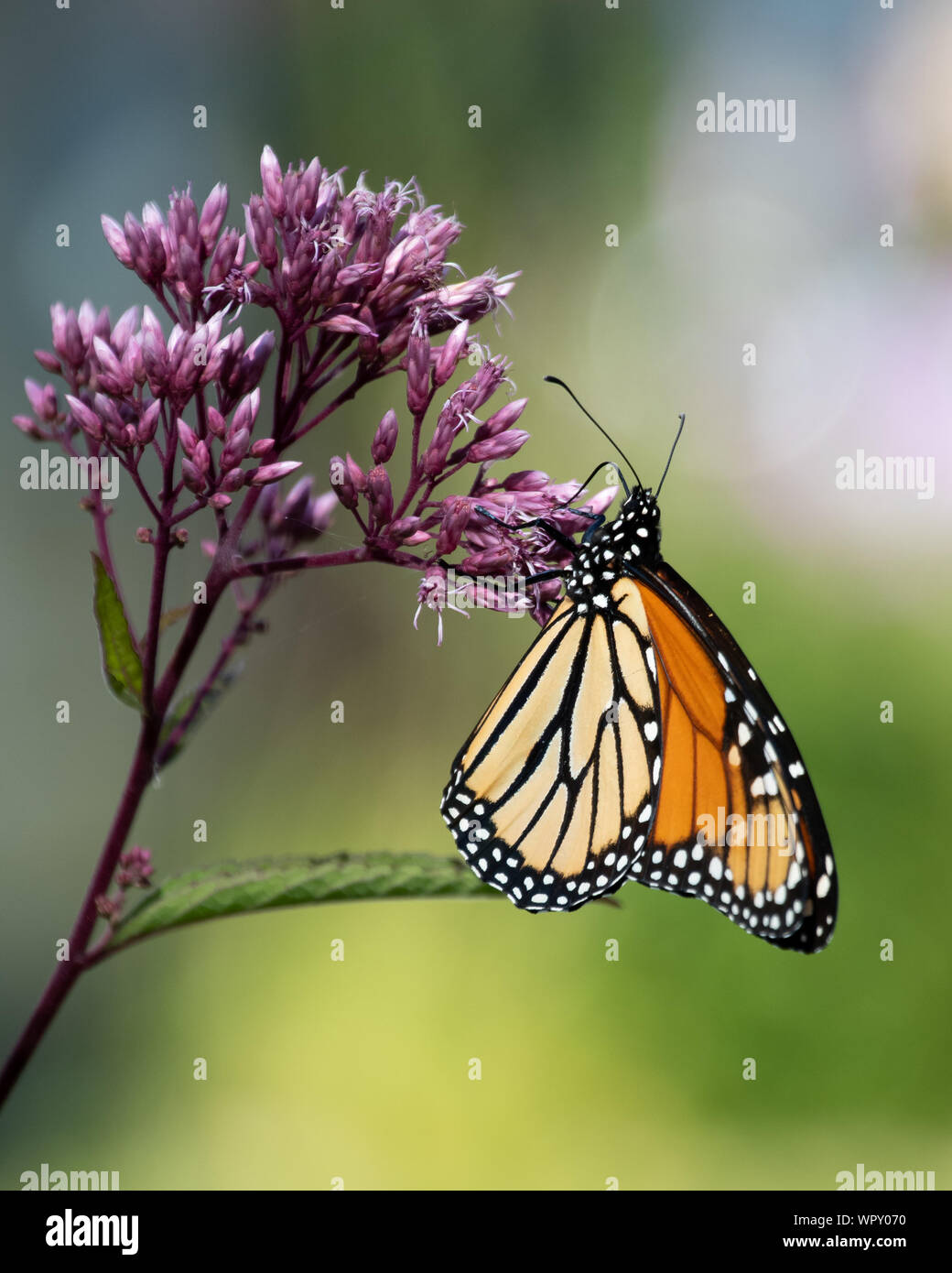 Monarch butterfly on a butterfly weed hi-res stock photography and ...