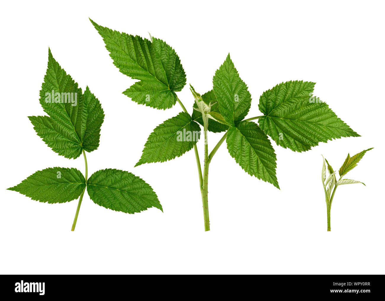 set of raspberry twig shoot branches with developing green leaves ...
