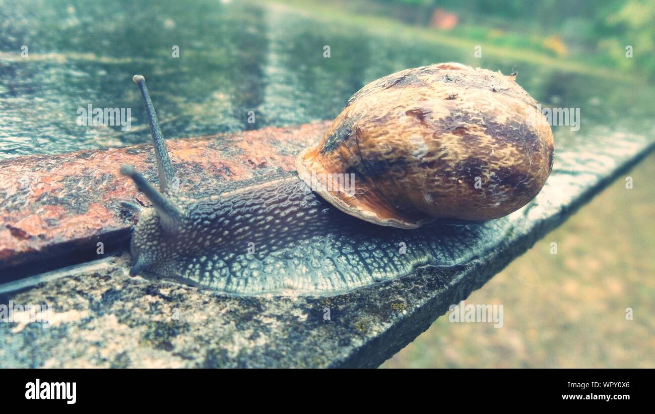 Side slug hi-res stock photography and images - Alamy