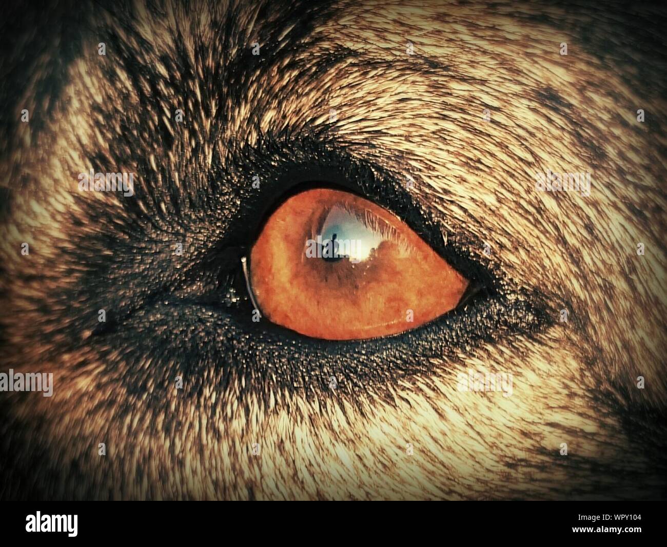 Reflection eye hi-res stock photography and images - Alamy