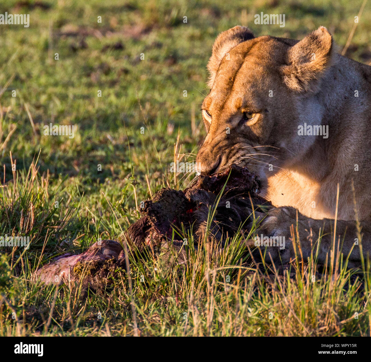 Lioness hunting hi-res stock photography and images - Alamy