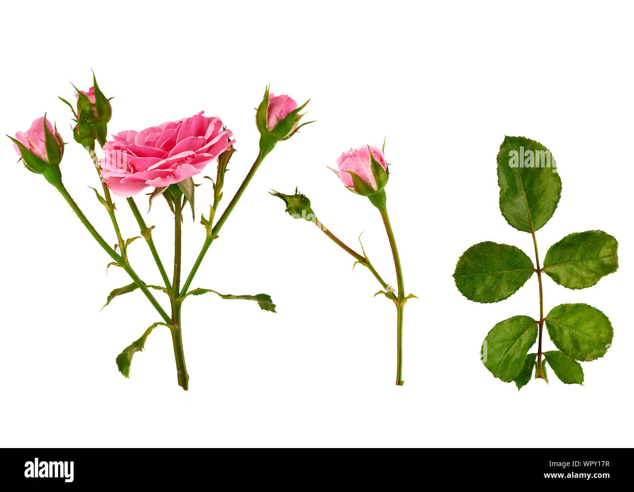 set of pink rose stem with buds and a green branch with leaves isolated ...