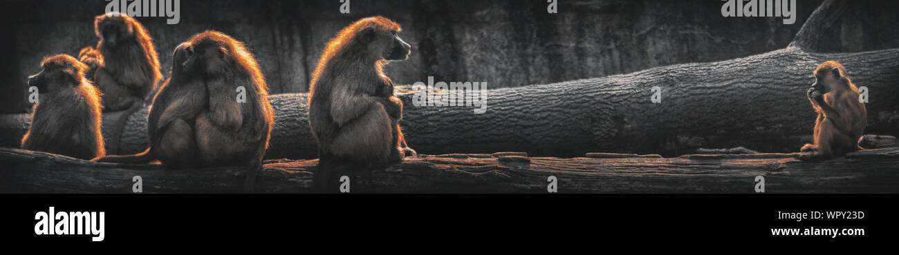 Monkeys family tree hi-res stock photography and images - Alamy