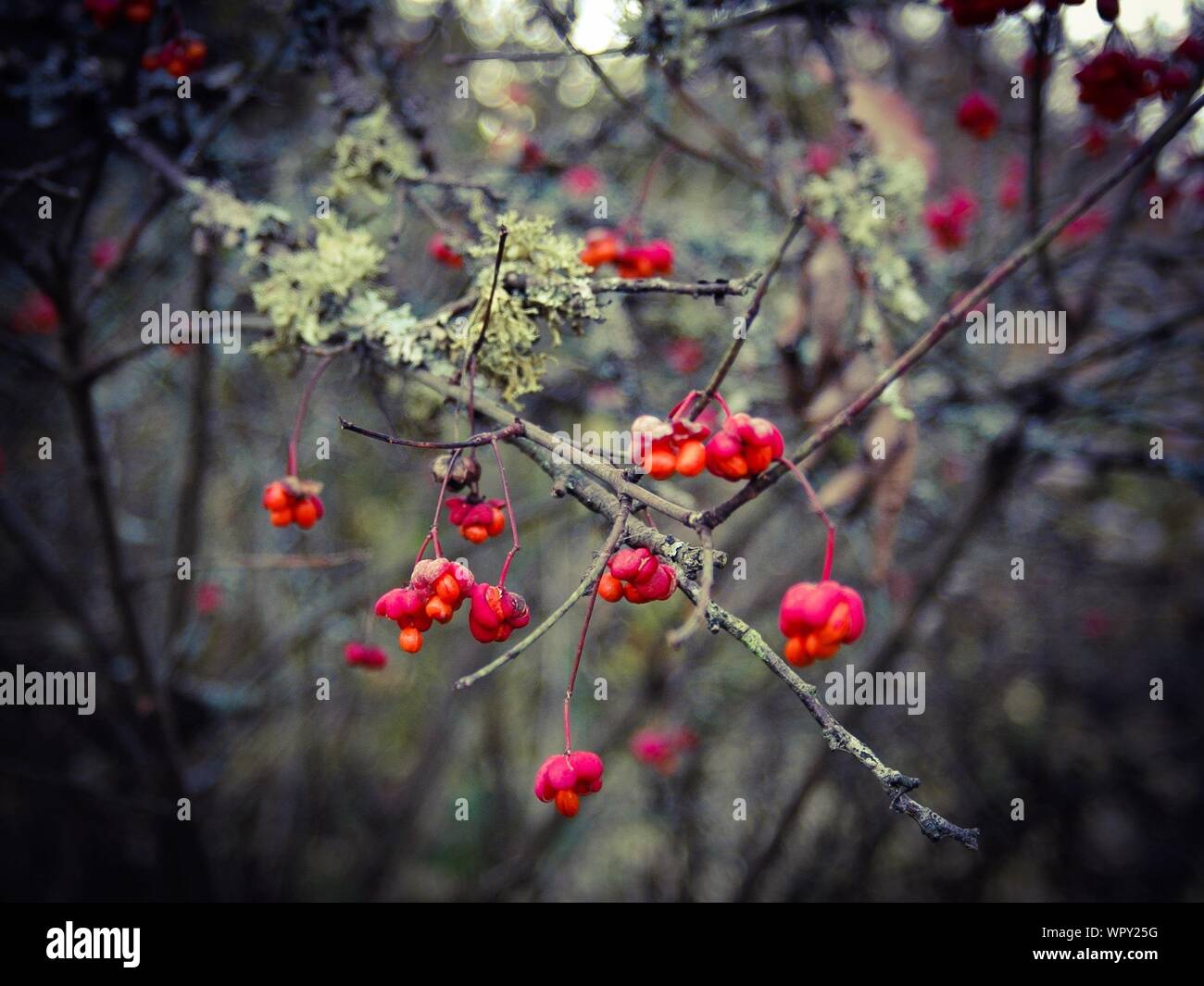 Tree fruit production hi-res stock photography and images - Alamy