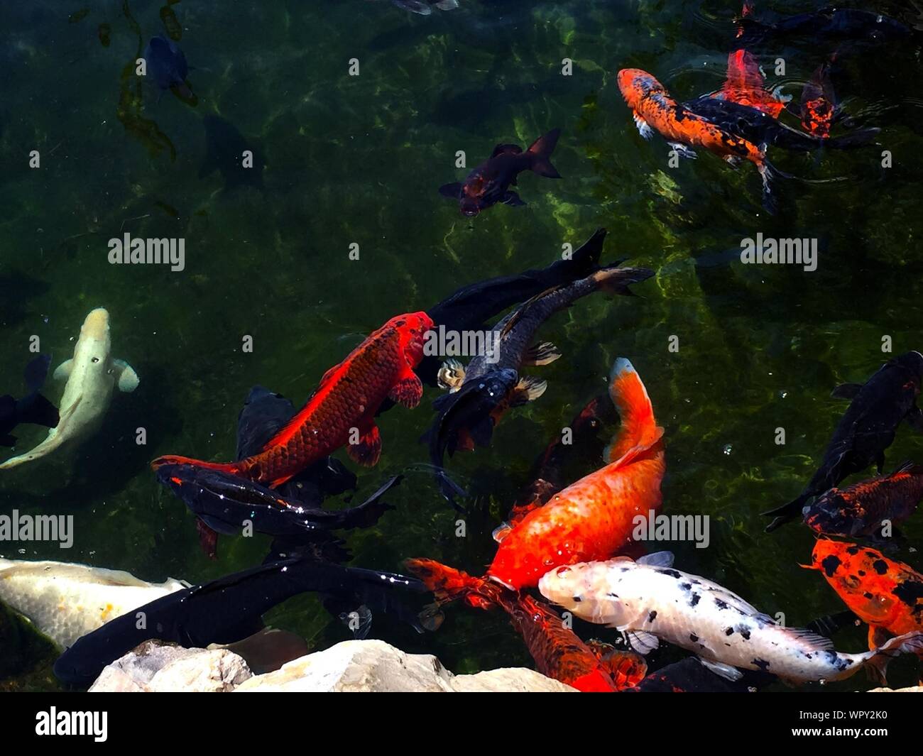 Large Pond With Koi Carp High Resolution Stock Photography and Images ...