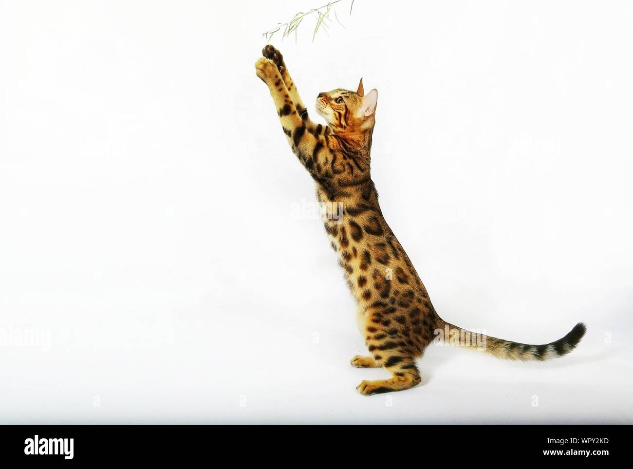 Side view of big cat hi-res stock photography and images - Alamy