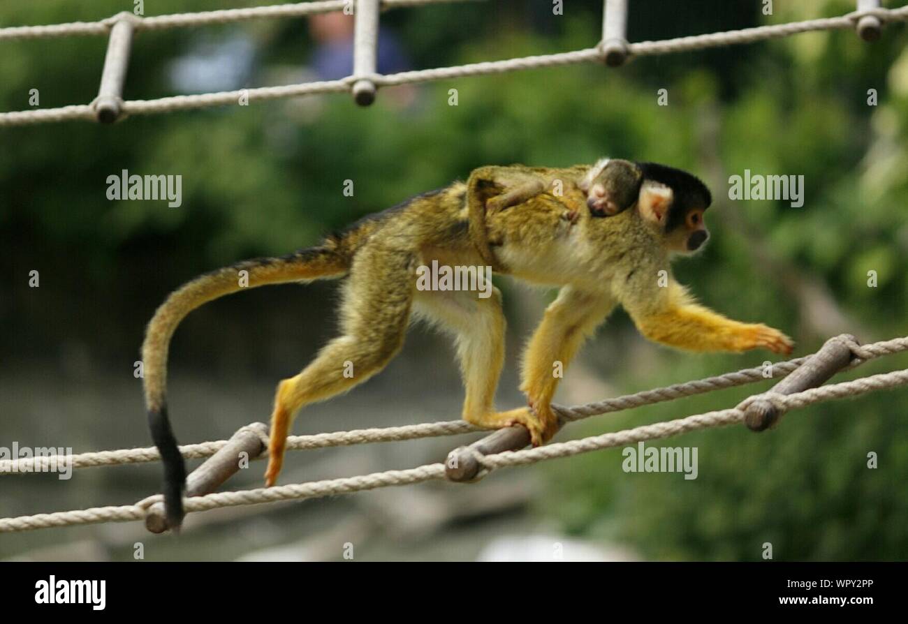 Side ladder hi-res stock photography and images - Alamy
