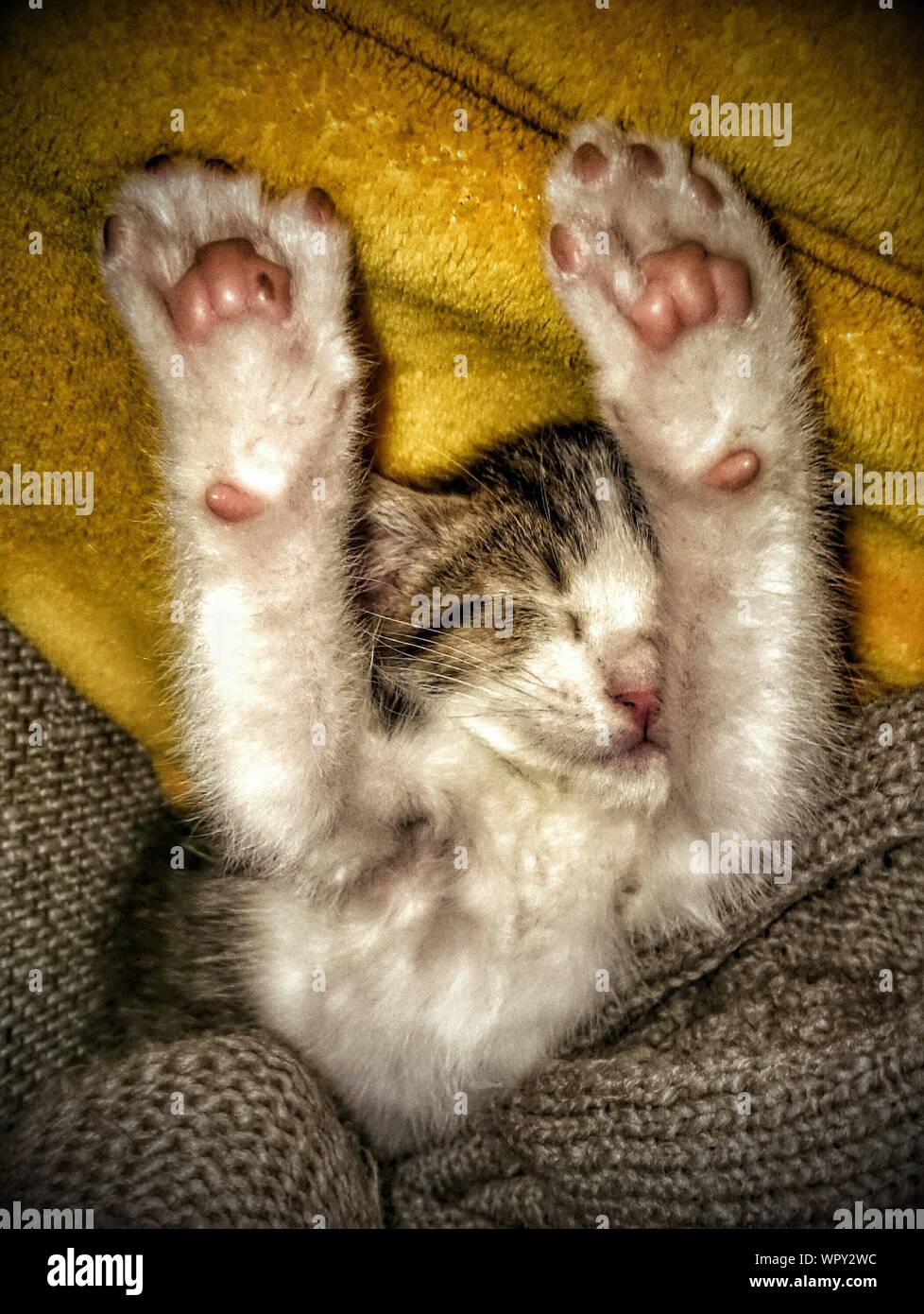 Cat paw raised hi-res stock photography and images - Alamy