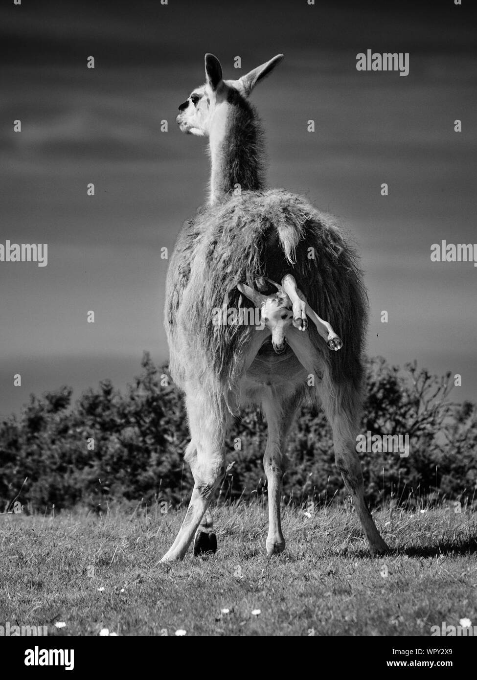 Birth on the field hi-res stock photography and images - Alamy
