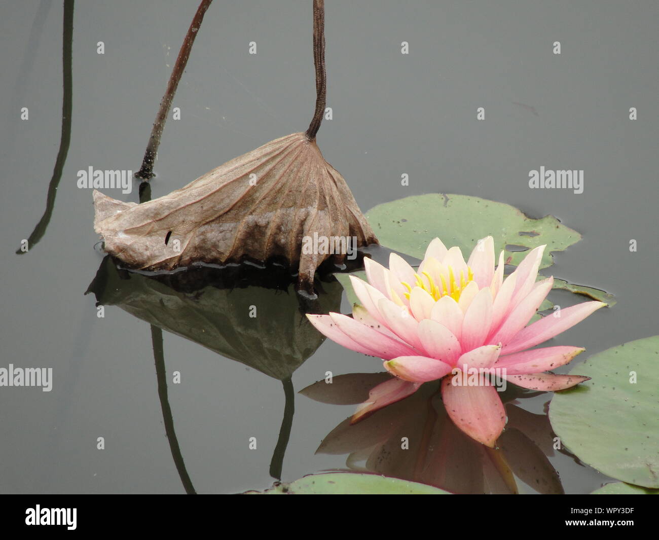 Withered lotus plant hi-res stock photography and images - Alamy
