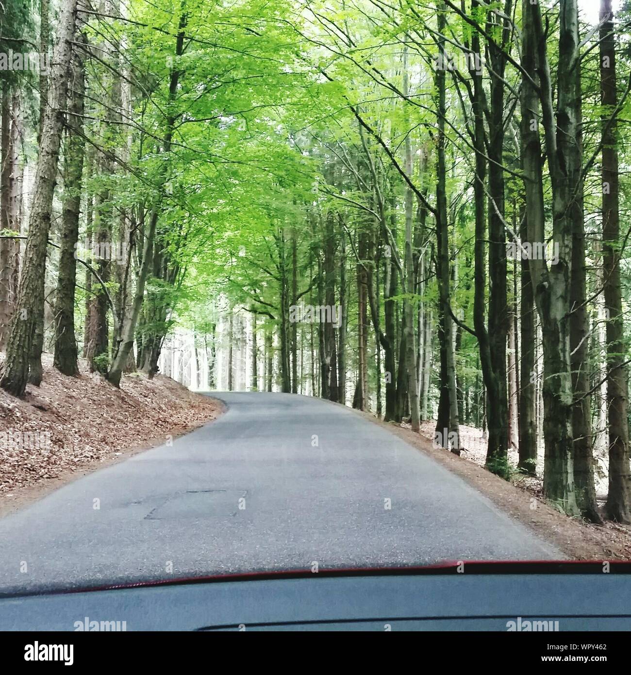 Car passing through forest hi-res stock photography and images - Alamy
