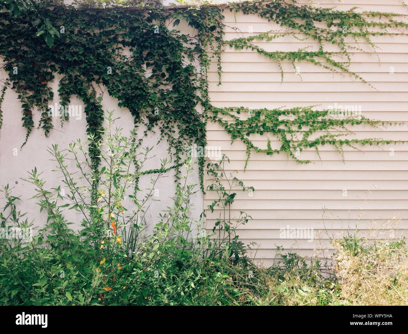 Wall climbing vines hi-res stock photography and images - Alamy