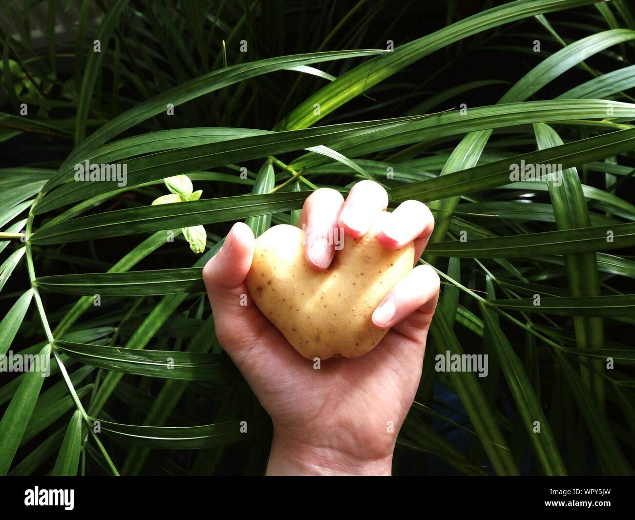 Hand holding potato hi-res stock photography and images - Alamy