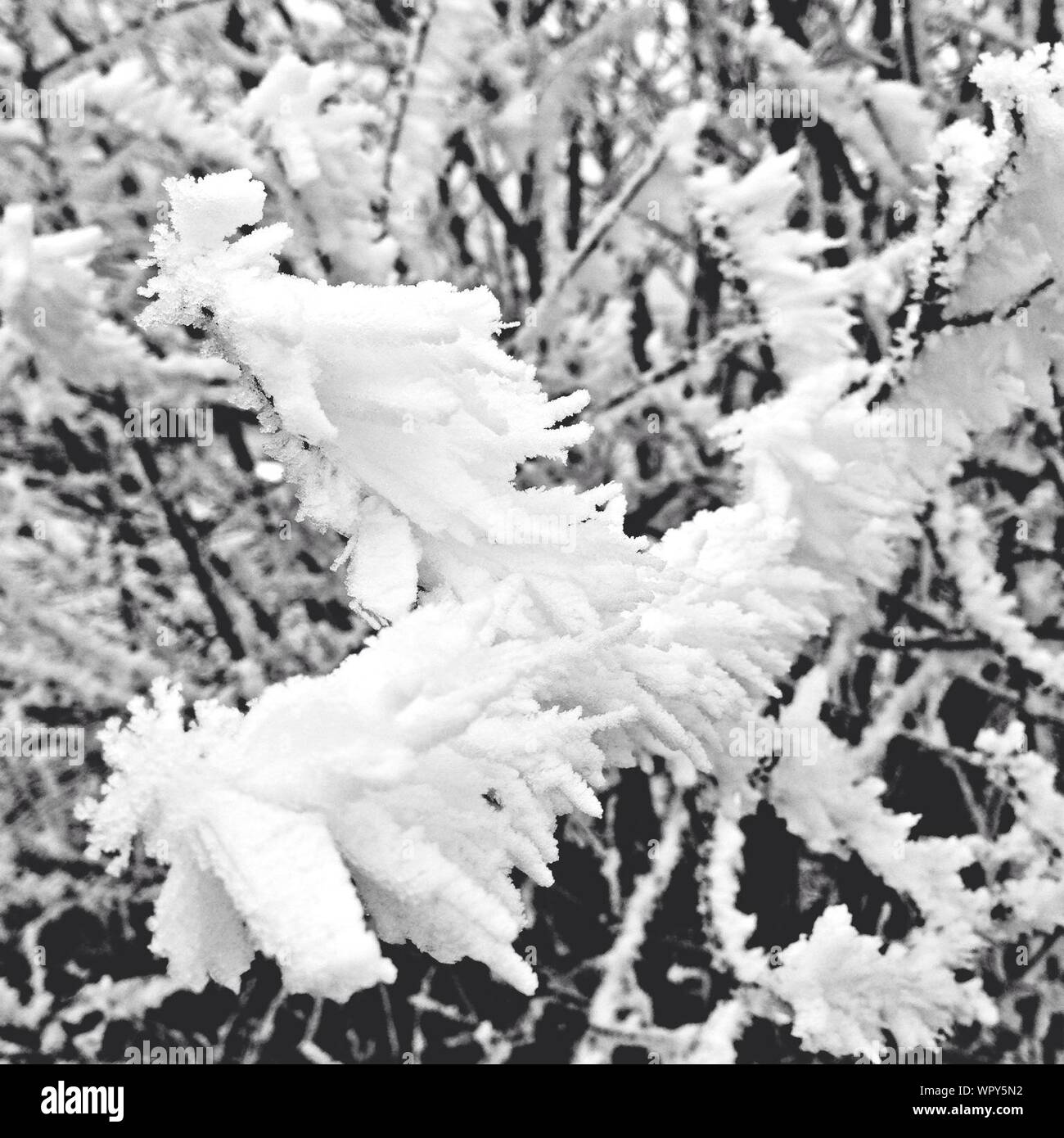Twig covered in frost hi-res stock photography and images - Alamy