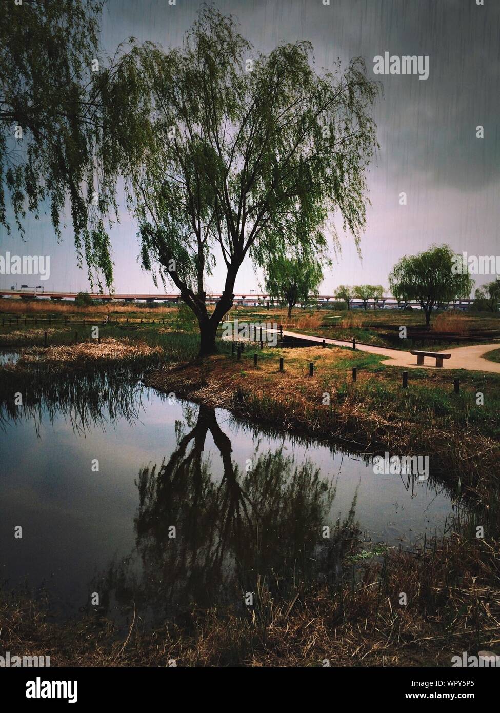 Willow tree lake hi-res stock photography and images - Alamy