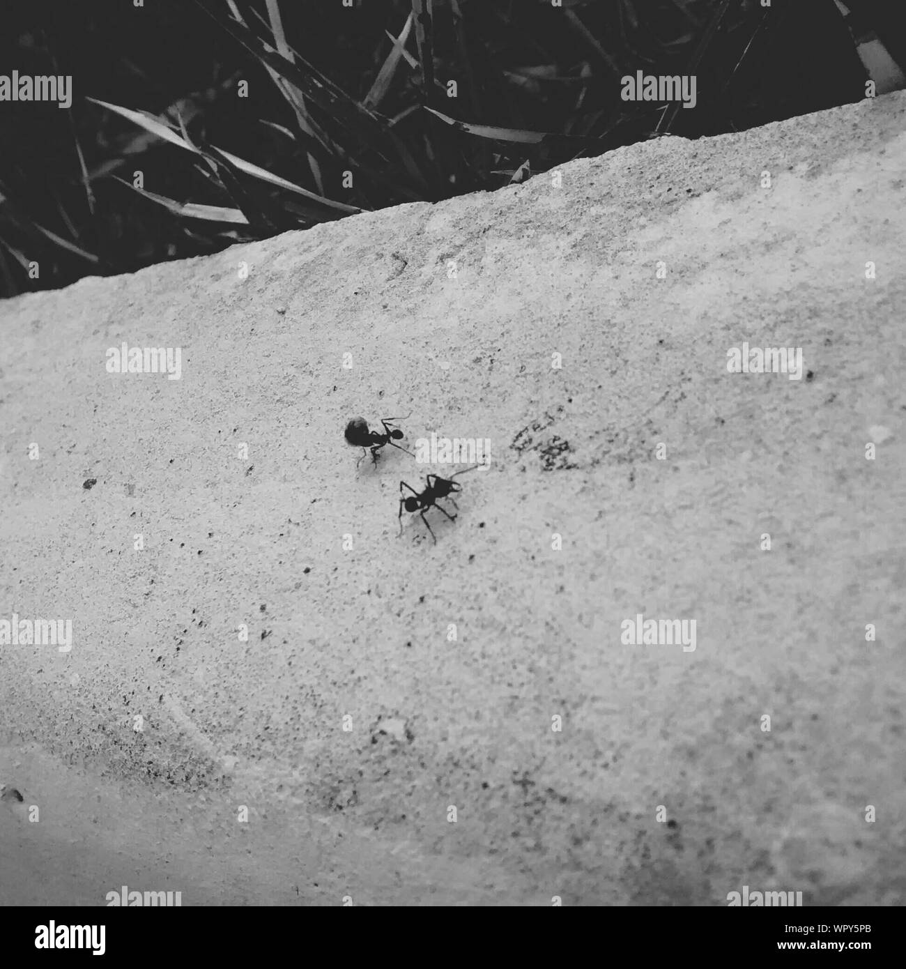White ants Black and White Stock Photos & Images - Alamy