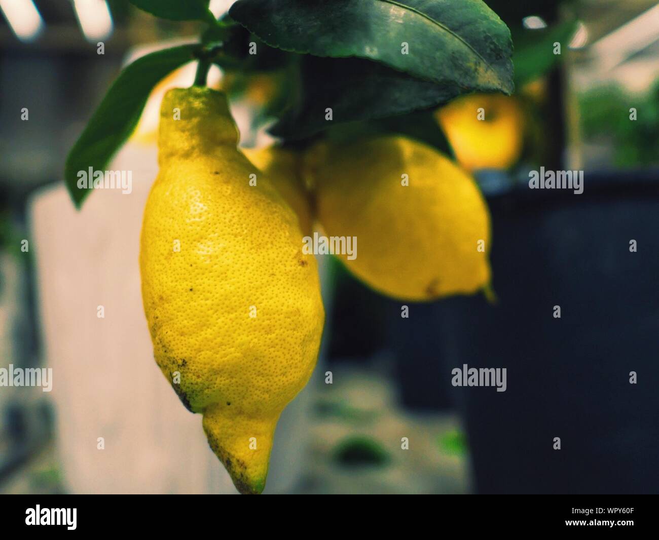 Close Up Lemon Tree High Resolution Stock Photography and Images - Alamy