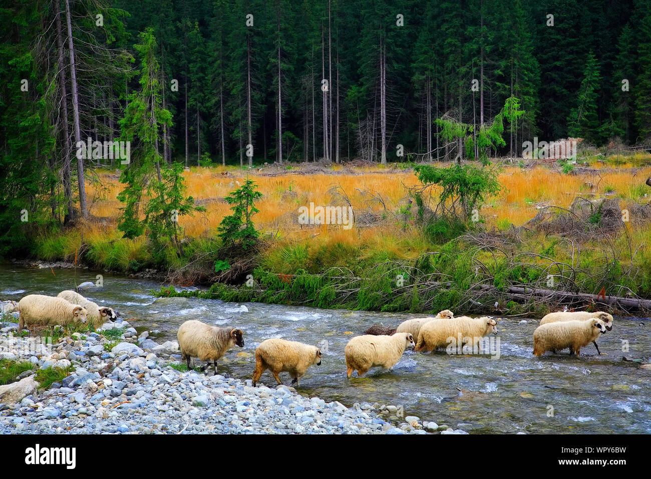 Sheep in woodland hi-res stock photography and images - Alamy