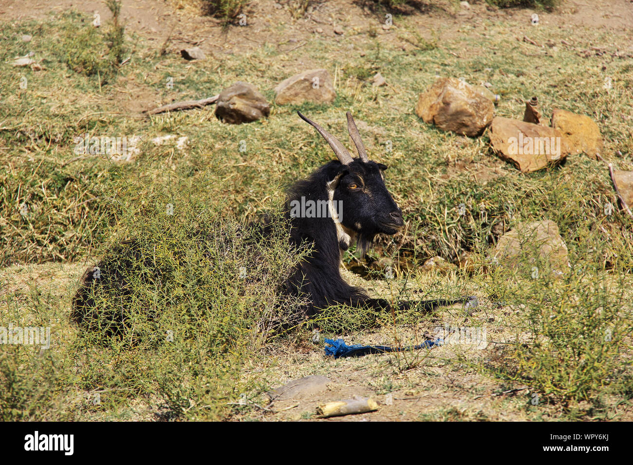 Goat iran middle east hi-res stock photography and images - Alamy