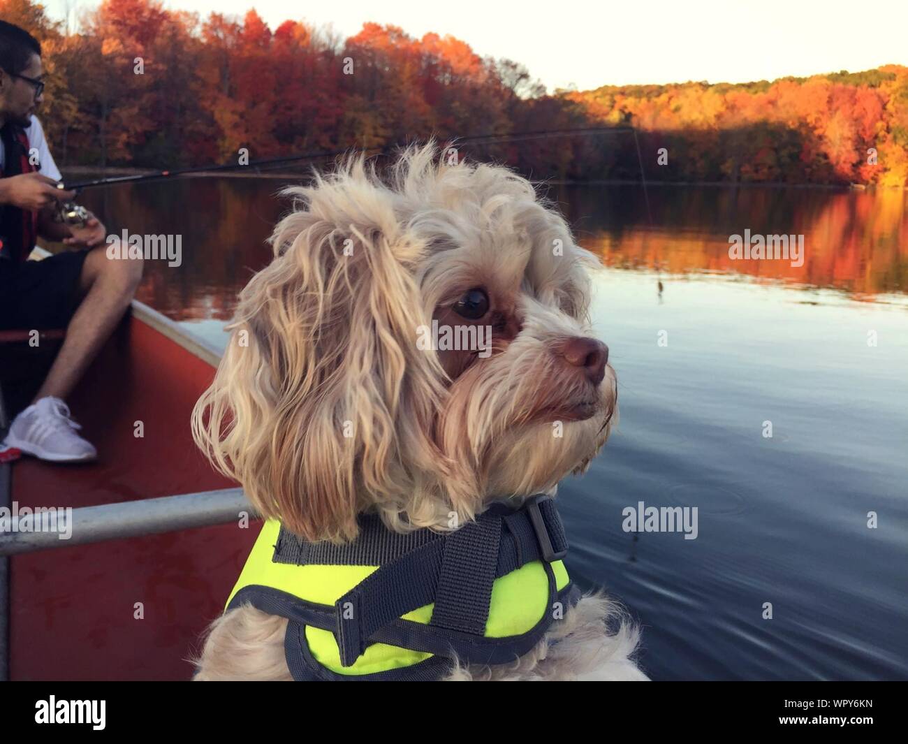 Shih men tzu hi-res stock photography and images - Alamy