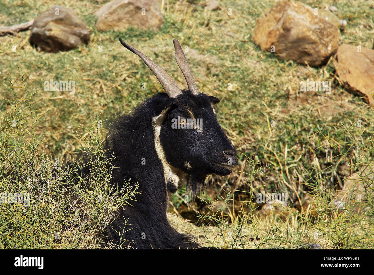 Goat iran middle east hi-res stock photography and images - Alamy