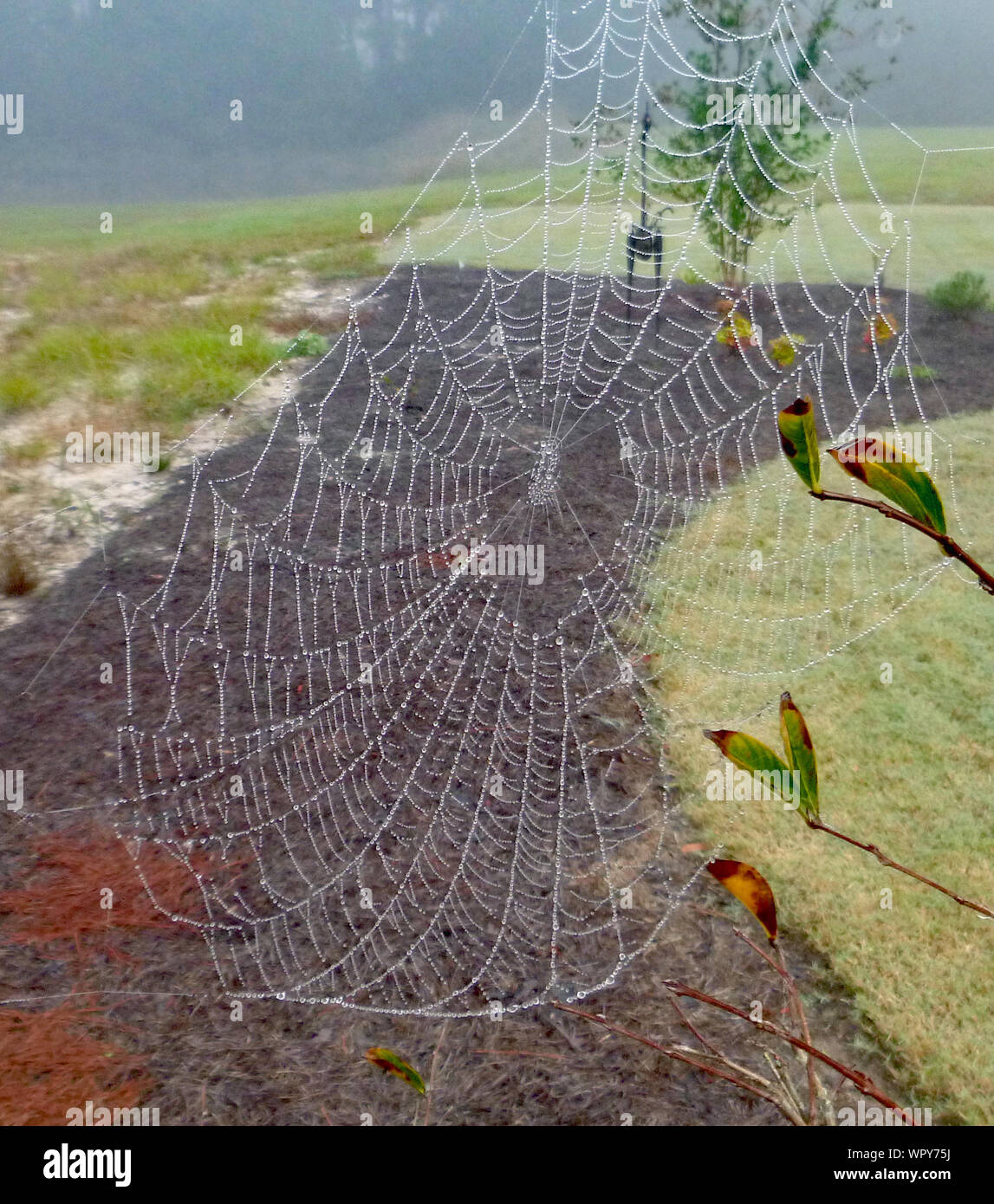 Field spider web hi-res stock photography and images - Alamy