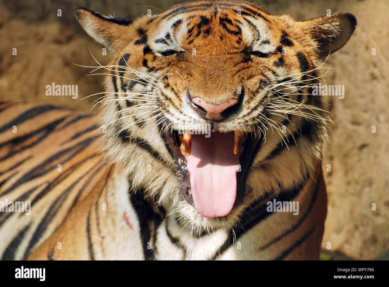 Tiger front teeth hi-res stock photography and images - Alamy