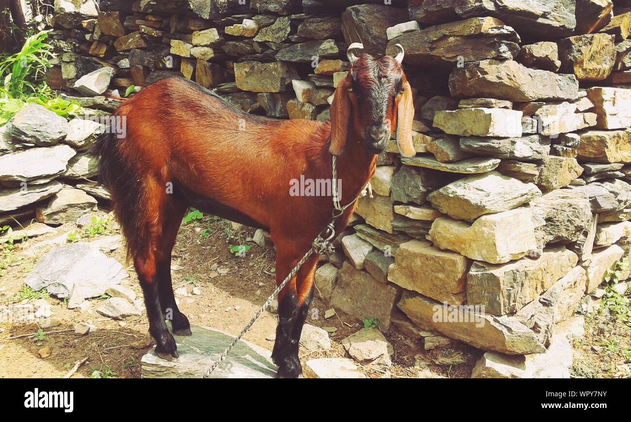 Goat Stone High Resolution Stock Photography and Images - Alamy