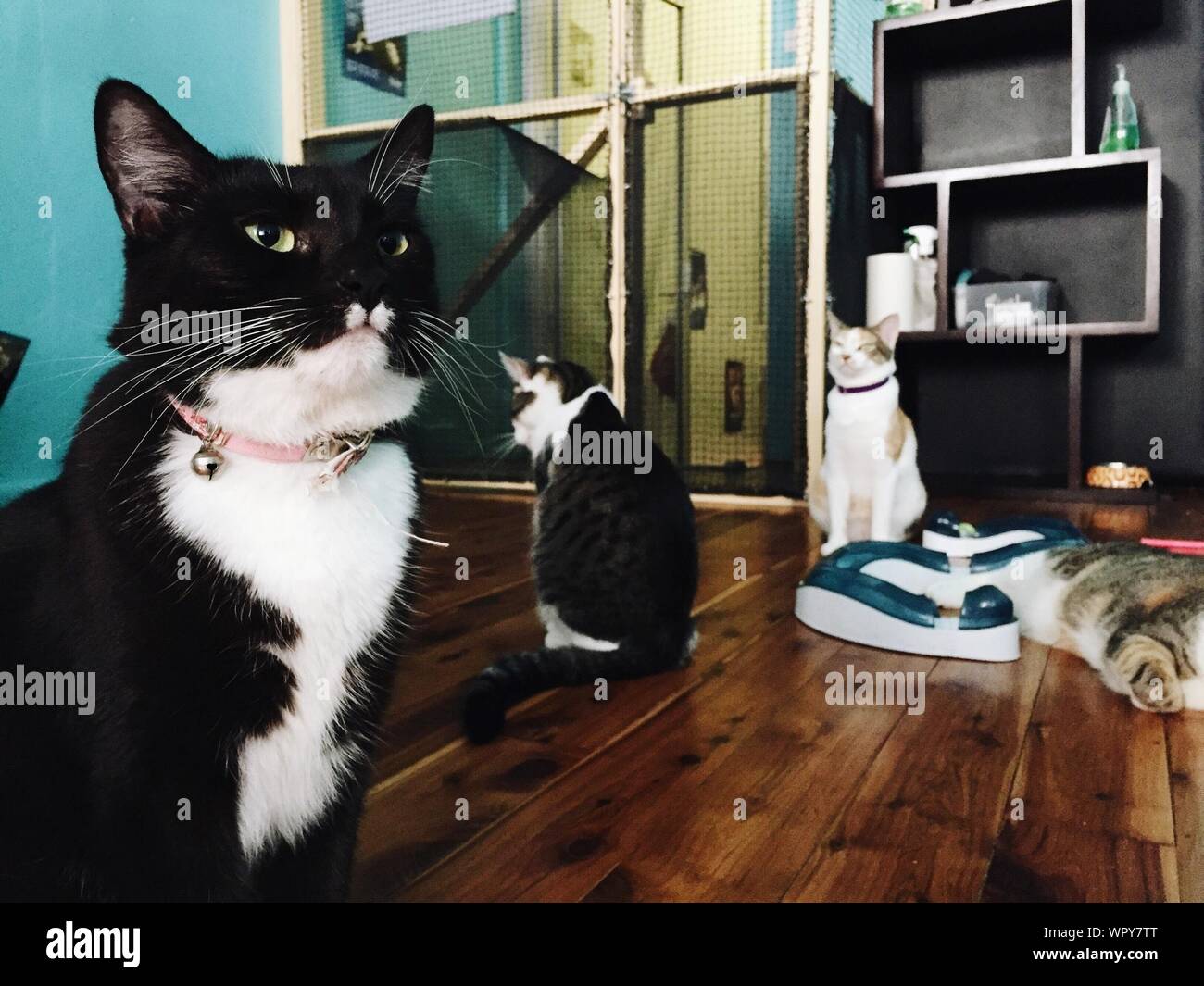 Four cats in home hi-res stock photography and images - Alamy