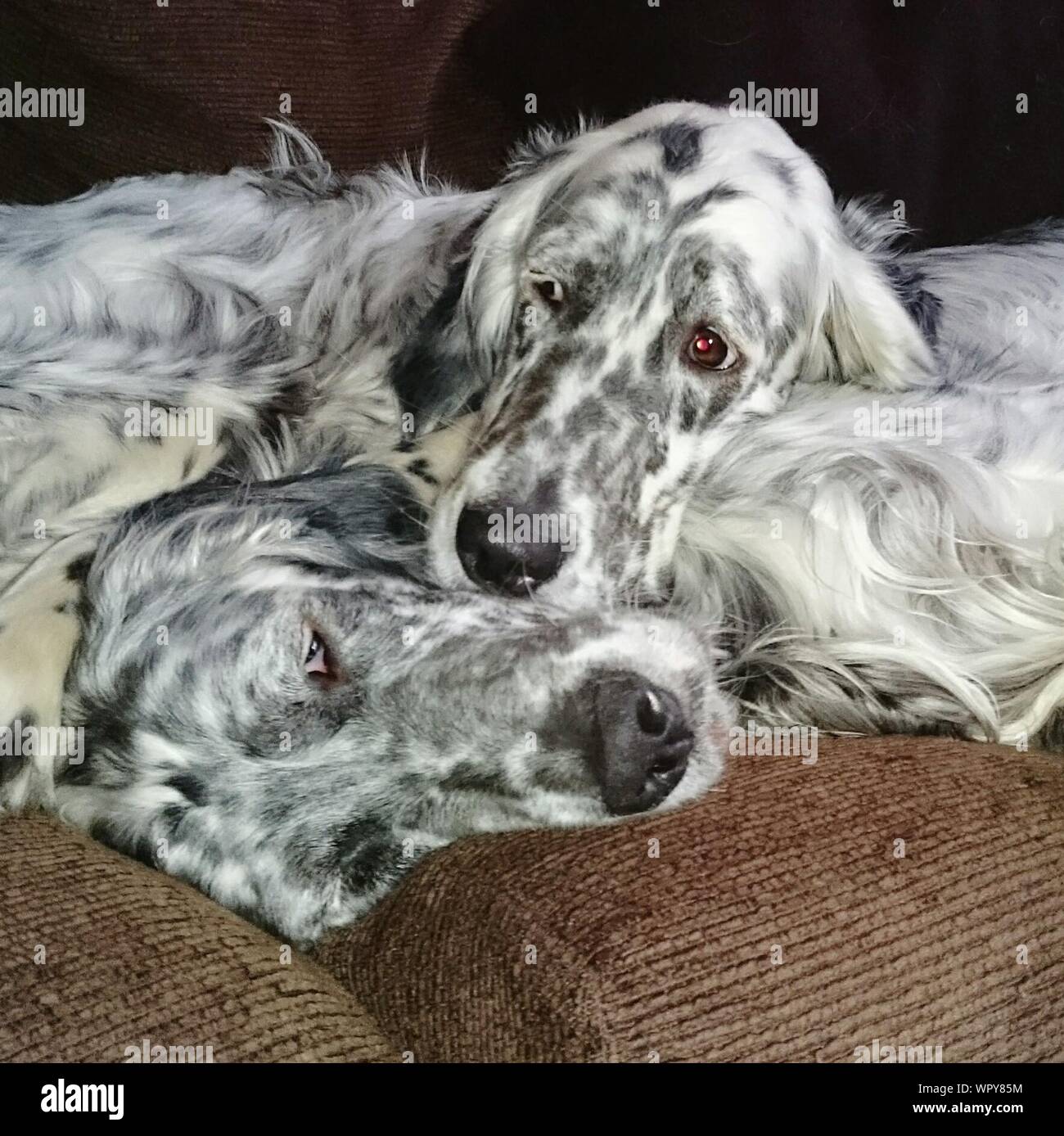 English Setters High Resolution Stock Photography and Images - Alamy