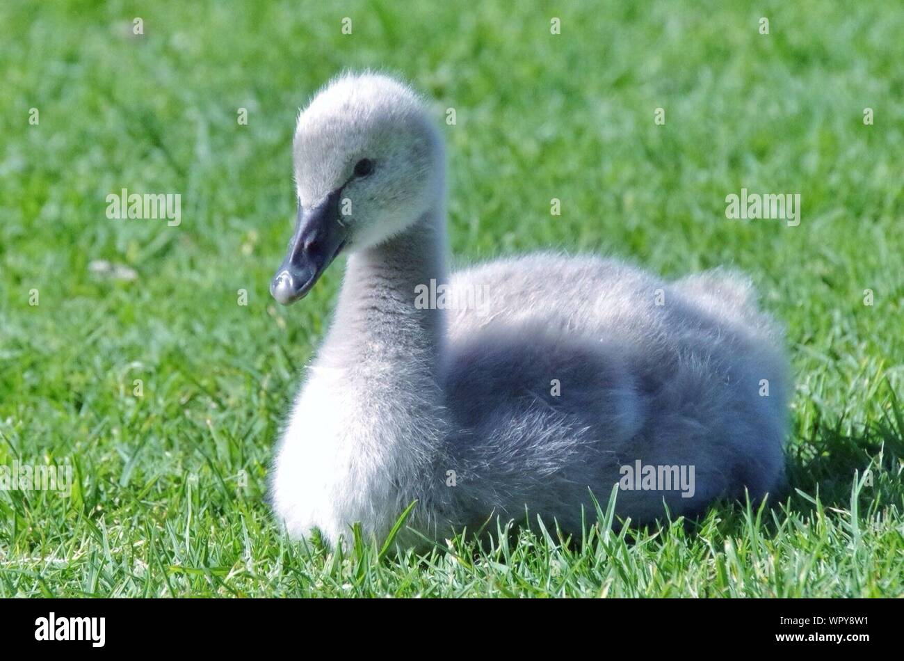 Little Swan High Resolution Stock Photography and Images - Alamy
