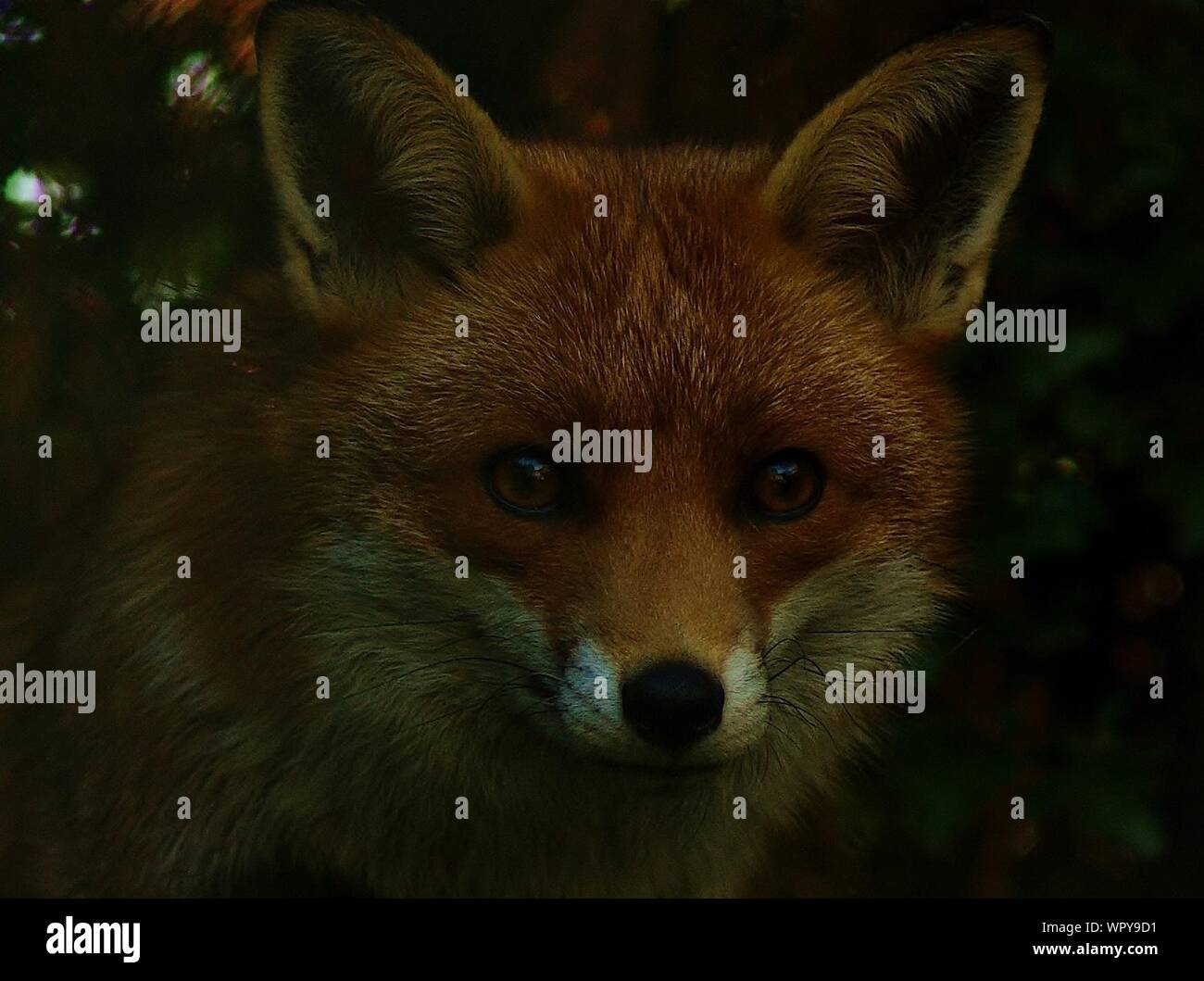 Fox portrait night hi-res stock photography and images - Alamy
