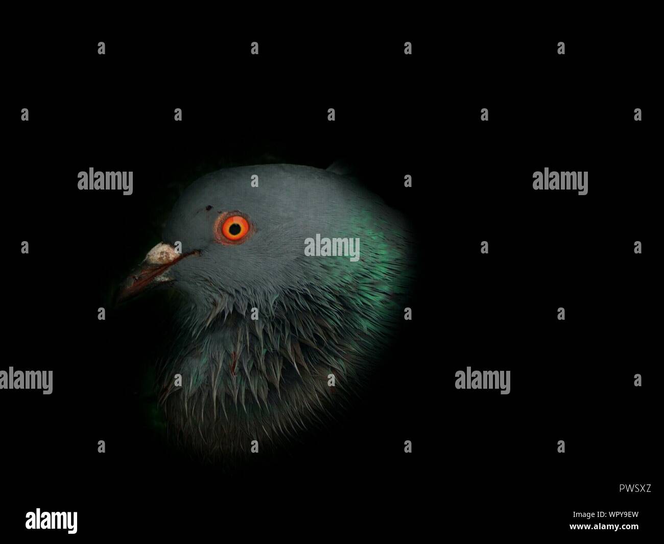 Pigeon profile side view hi-res stock photography and images - Alamy